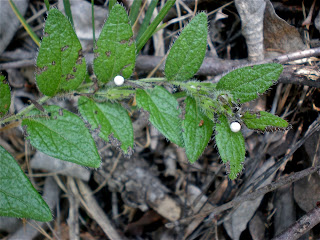 Natives from the Edwards Plateau: Strange and Unusual Part 2