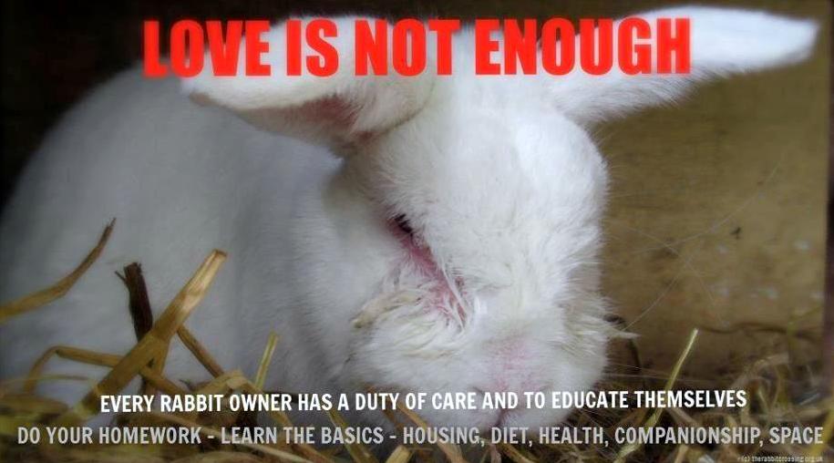 Rabbit Ramblings: Bunny advocacy memes