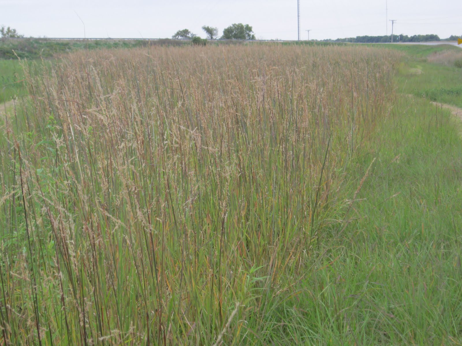 Observations in Agriculture: More Potential biofuels.