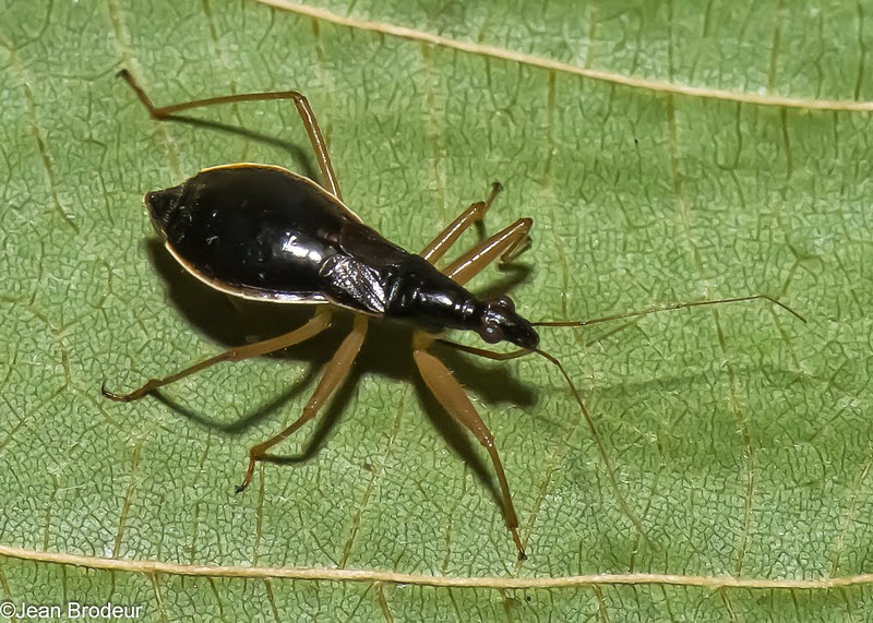 One species a day: Black Damsel Bug