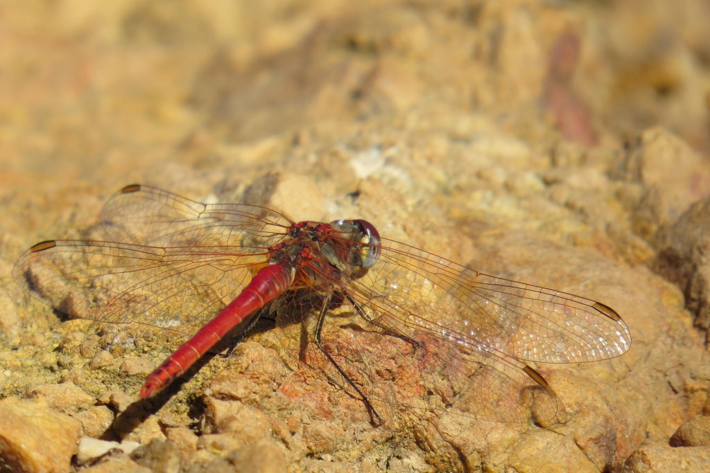 Crowned Eagle Research in KwaZulu-Natal: Aprils Insects
