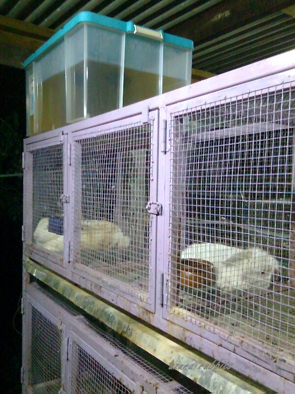 Azura rabbits: contoh sangkar arnab menggunakan sistem minuman ...