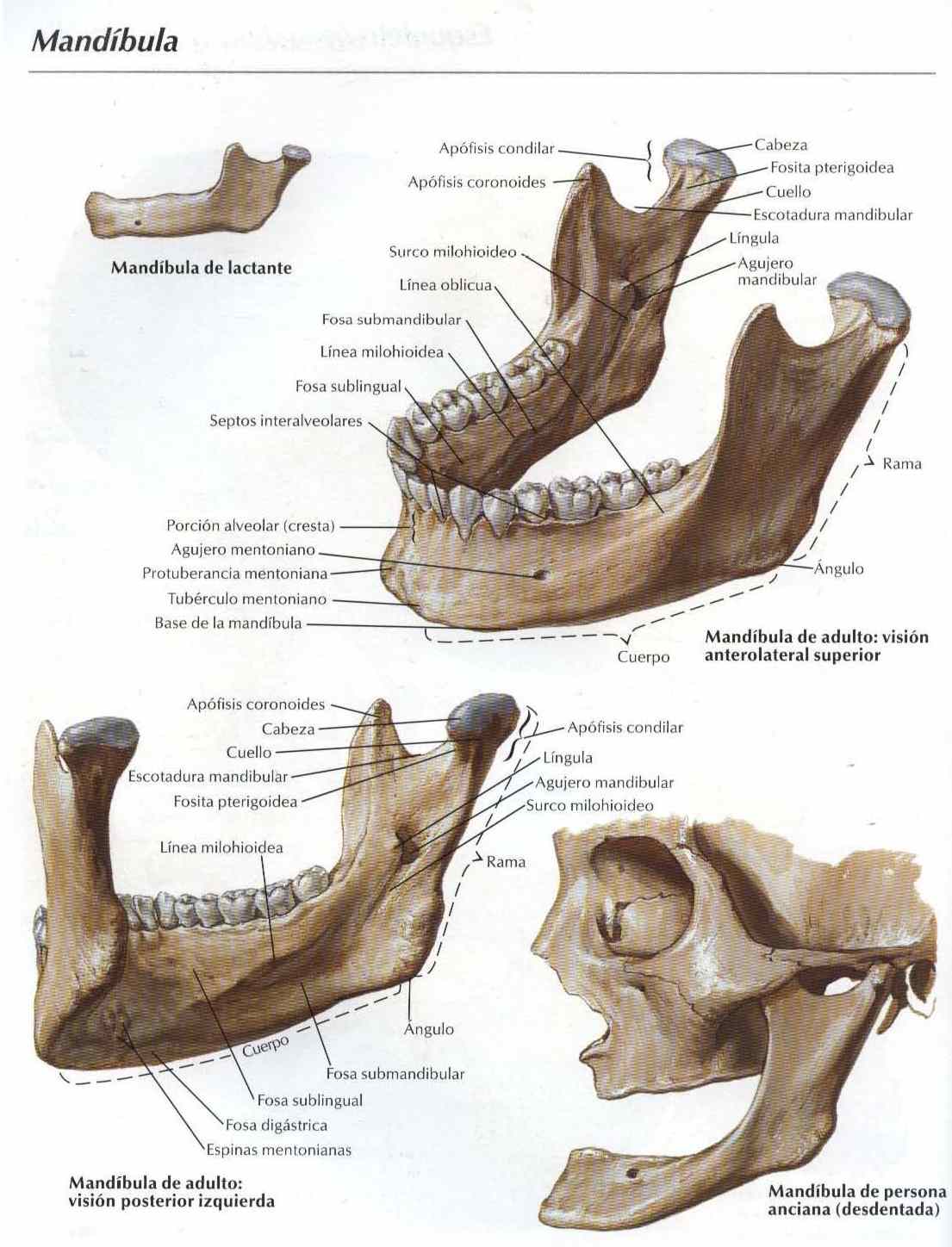 Pin de andy em odonto em 2020 | Crânio anatomia, Anatomia médica ...