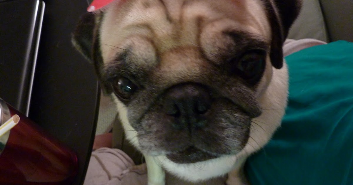 Lil Smug Pug: One Bow - Pug Shows Three Ways