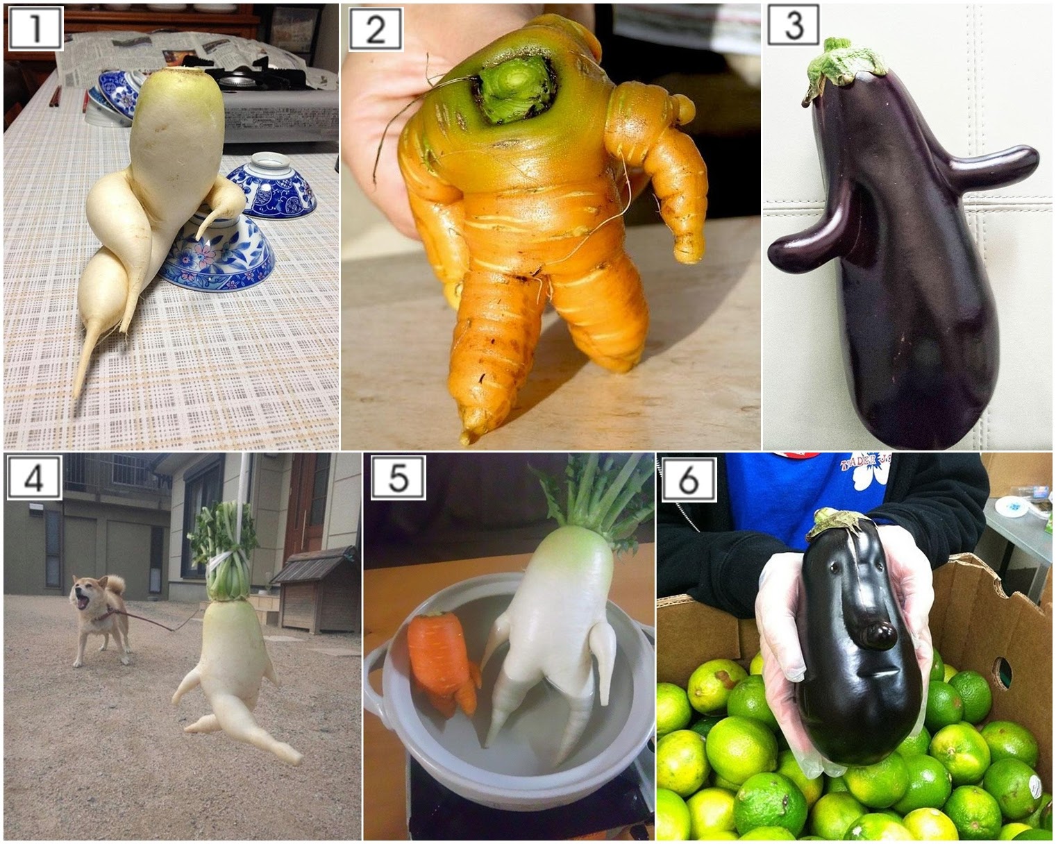 Weird Vegetables That Are Fruits at Nelida Huddleston blog
