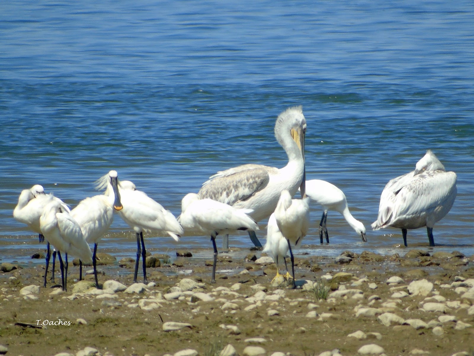 PASARI DIN ROMANIA: LOPATAR, Platalea leucorodia