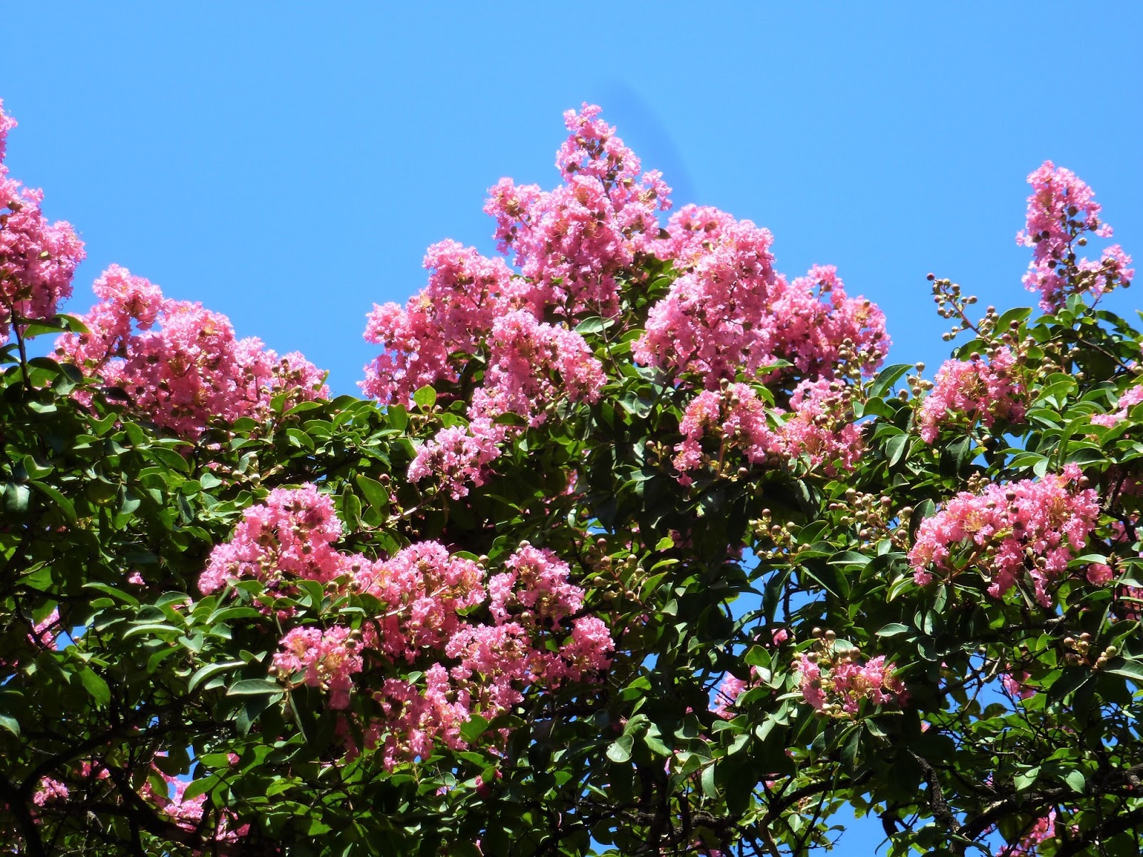 Árboles con alma: Arbol de Júpiter. (Lagerstroemia índica)