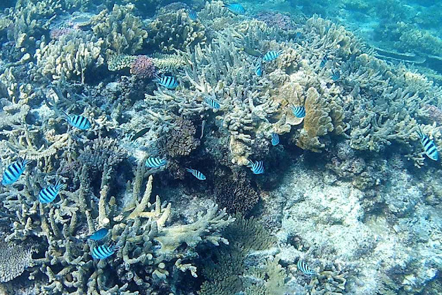 Dreamtime Sail: Off to Masthead Island for some reef hopping South.