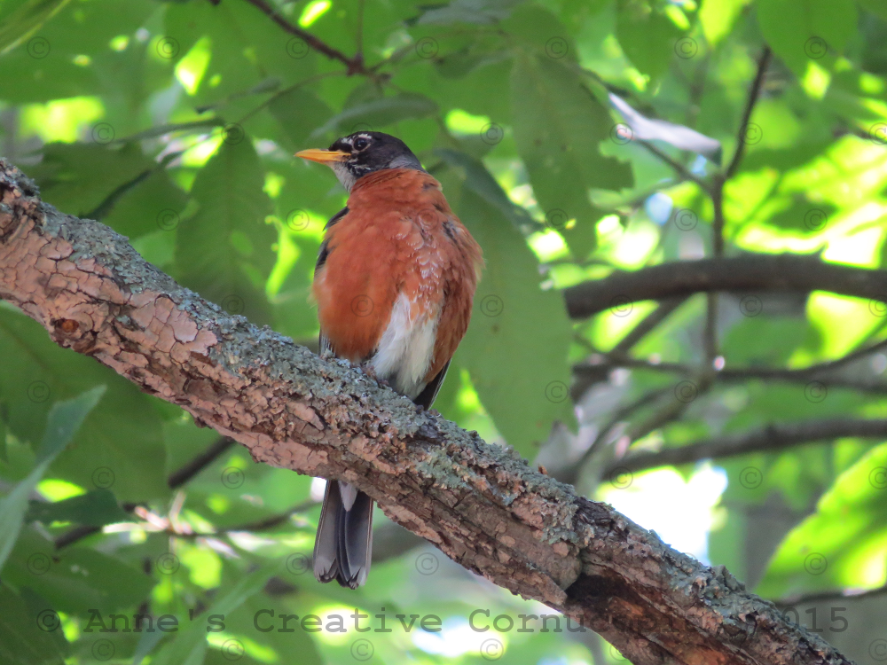 Anne's Creative Cornucopia: Nesting Robin Pair - Photograph