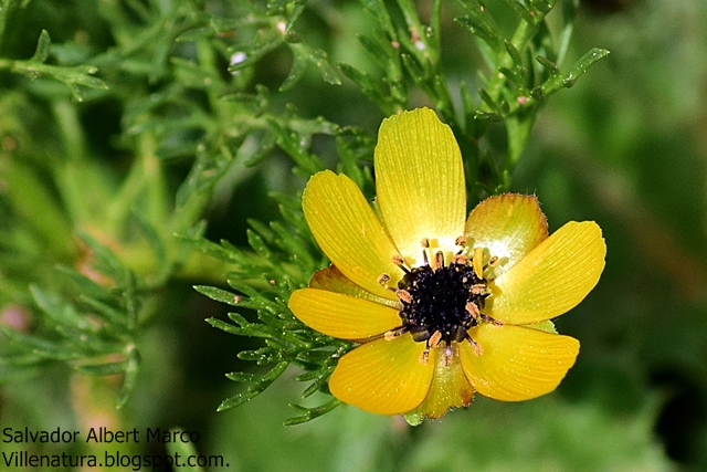 VILLENATURA: Adonis microcarpa