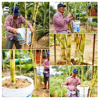 Cara Orang Thai Tanam Pokok Tebu | Panas