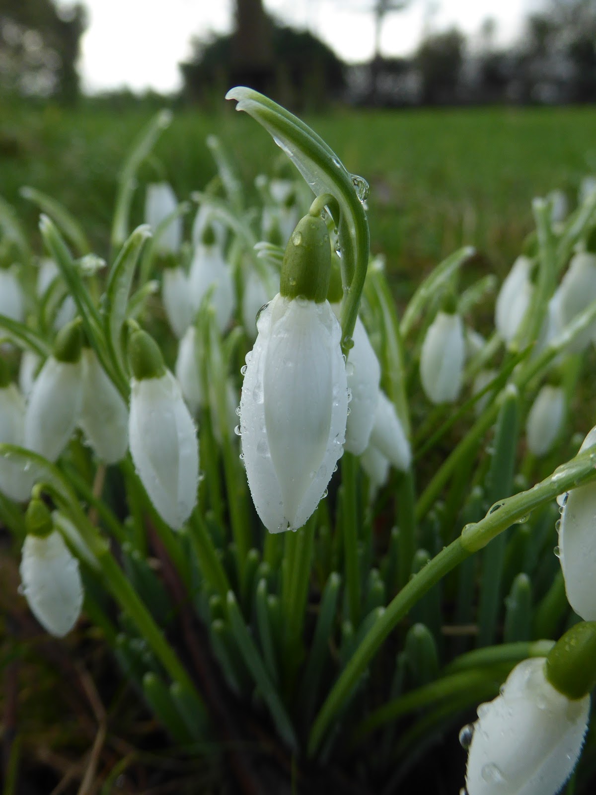 A Naturalist Abroad: Snowdrops - Emblem of the (Over-)Optimisitic!