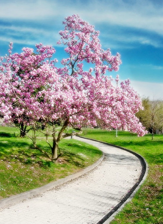 Interesting 'n ' Amazing: 10 Interesting Tree Pictures