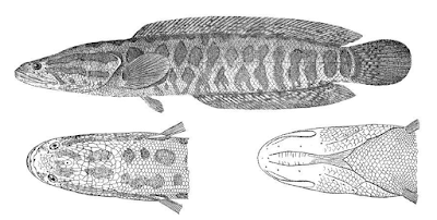 Virginia Tech Ichthyology Class : Northern Snakehead Expanding Range ...