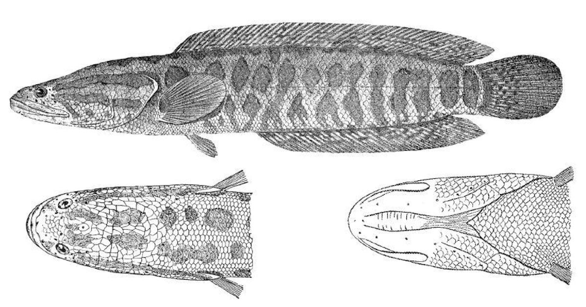 Virginia Tech Ichthyology Class : Northern Snakehead Expanding Range ...