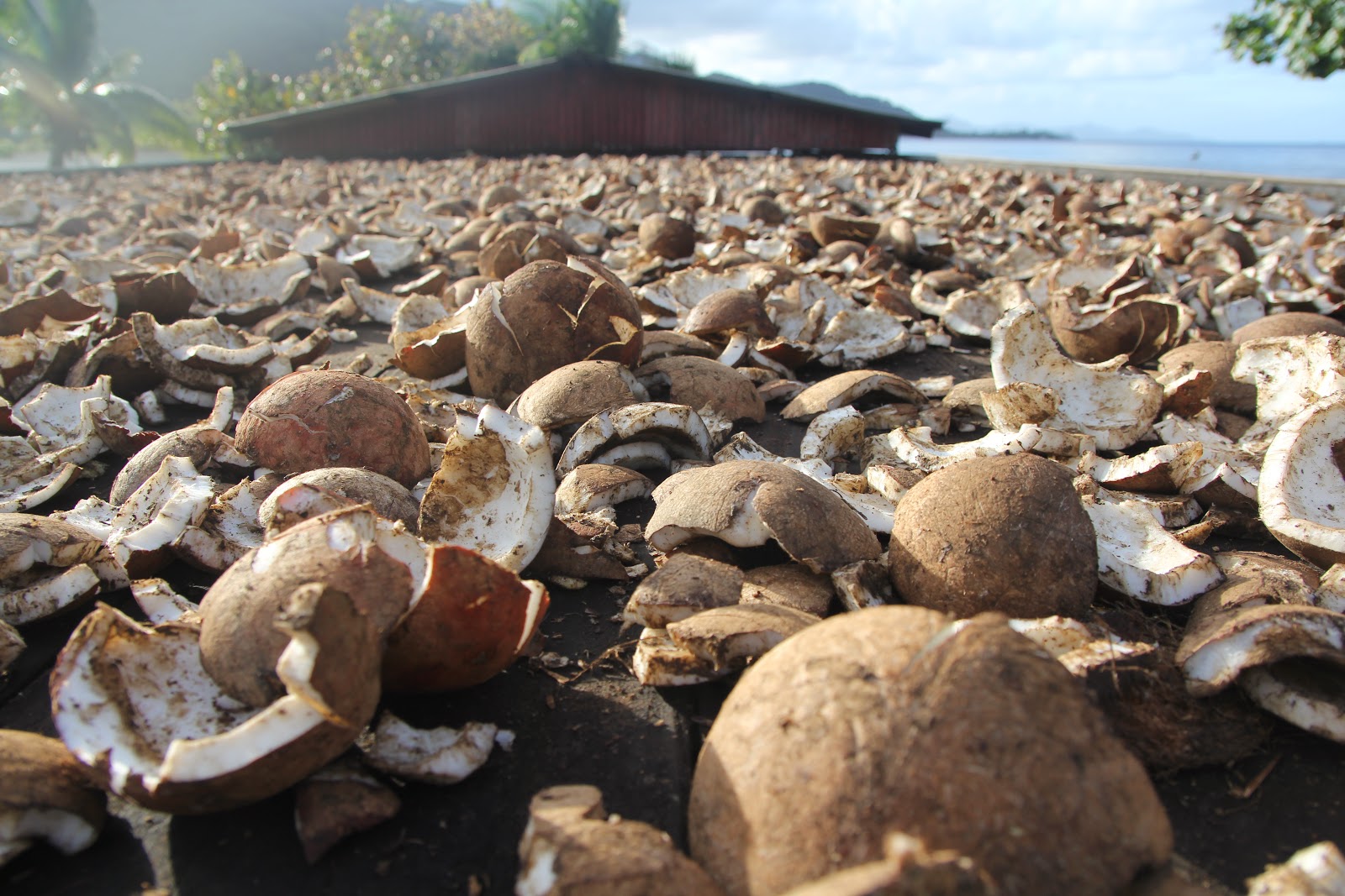 Les Lou's en Polynésie Française: Le cocotier, la noix de coco et le coprah