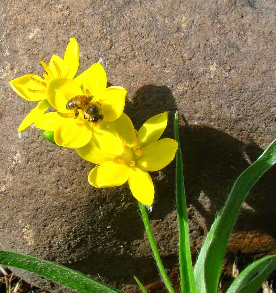 Environmental Rehabilitation and Indigenous Landscape Design: Star ...