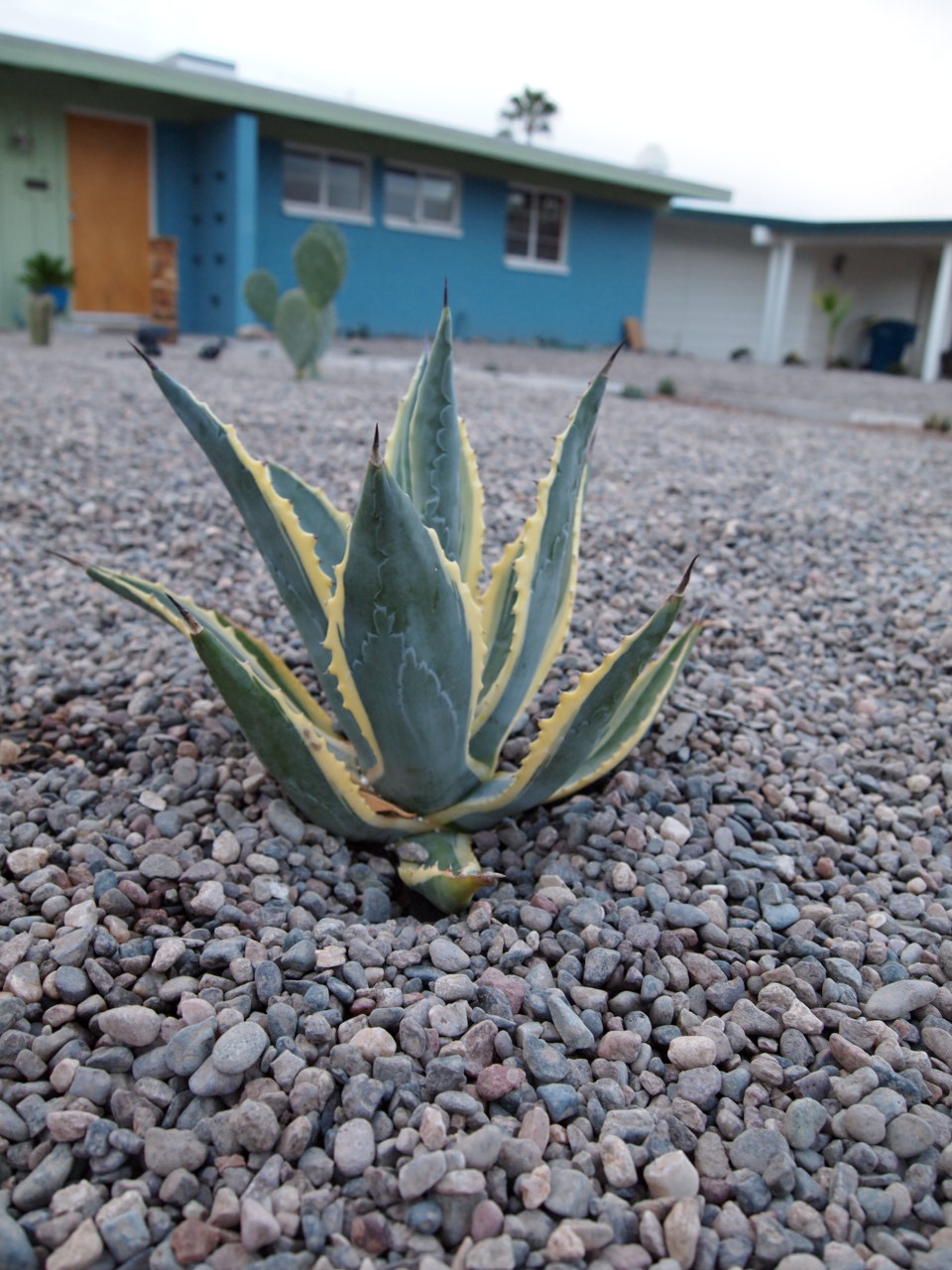 Huppdates: Pokey plants!