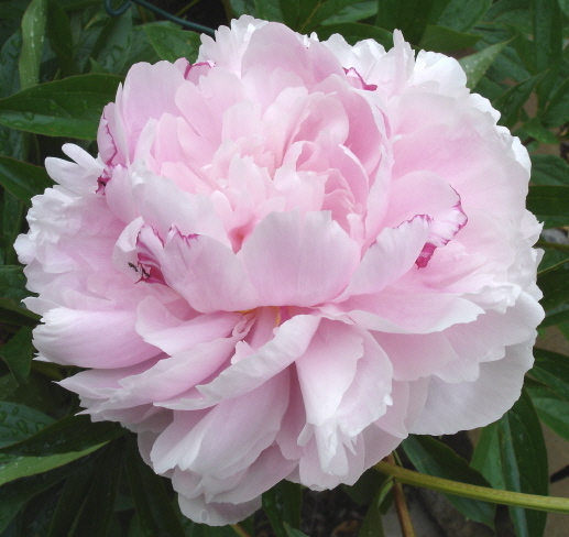 flowers: How To Plant The Peony Flower