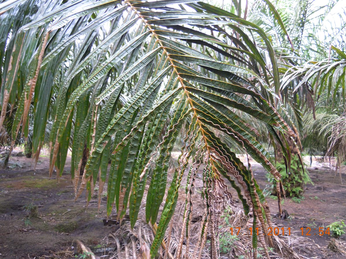 AGRICULTURE for Next Destination in Life: Defisiensi Unsur Hara pada ... AGRICULTURE for Next Destination in Life: Defisiensi Unsur Hara pada ...