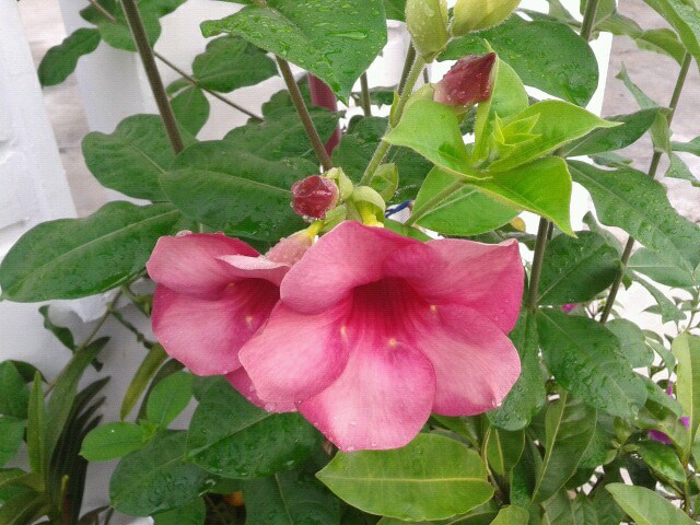 under cherry tree: bunga loceng