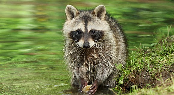 Animales silvestres de mexico