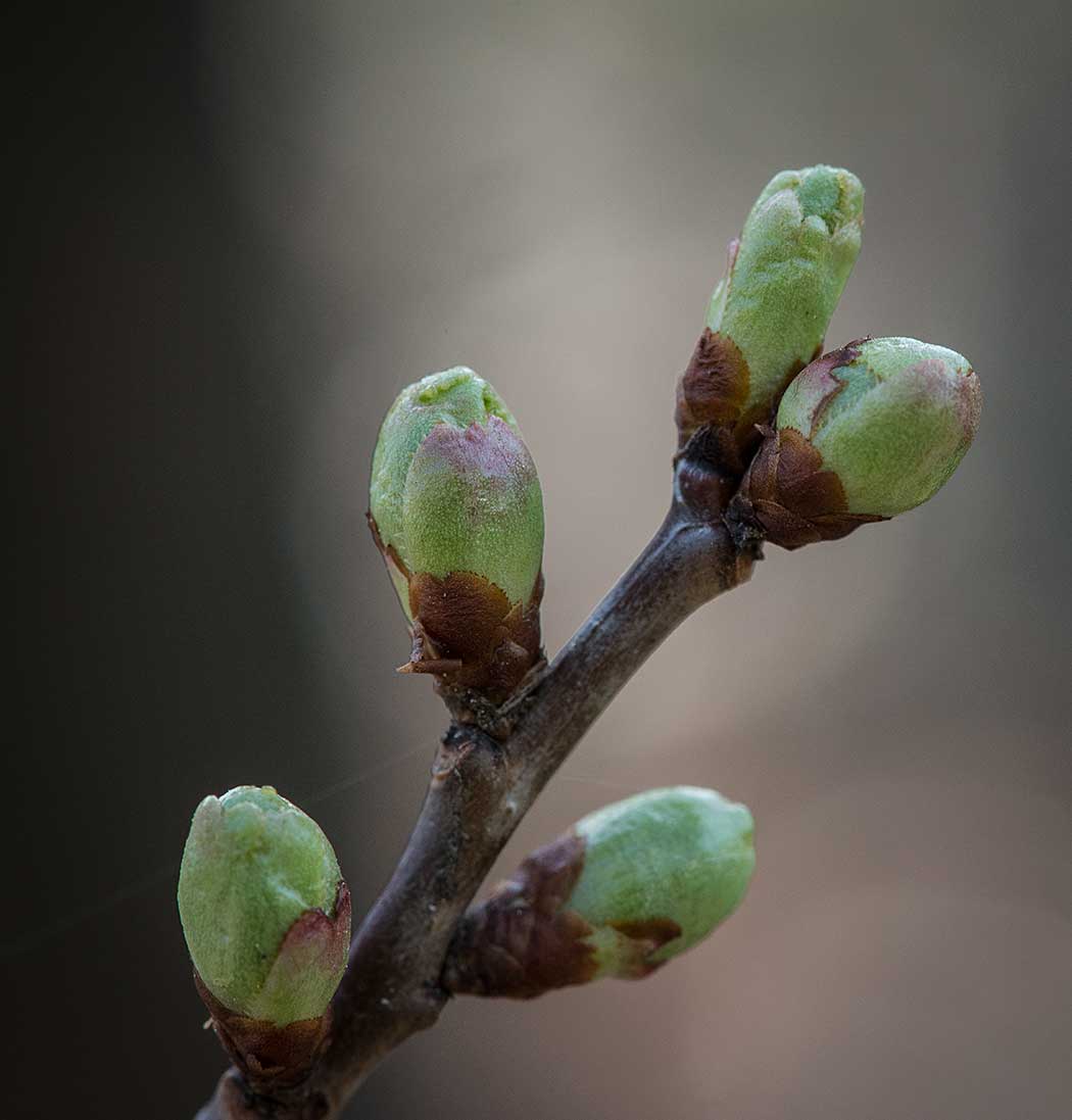 Hyperblogal: These Buds For You