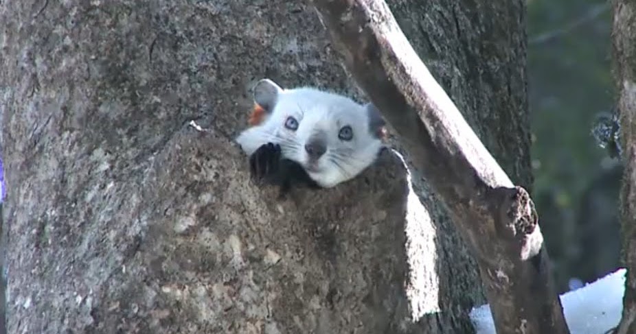 The Red and White Giant Flying Squirrel Takes to the Air | The Ark In Space