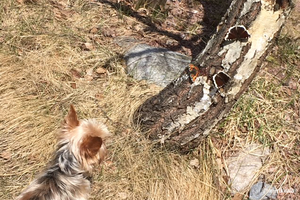 Merikaisla tuulessa : Perhosten kevätlentoja ja koivun mahlaa