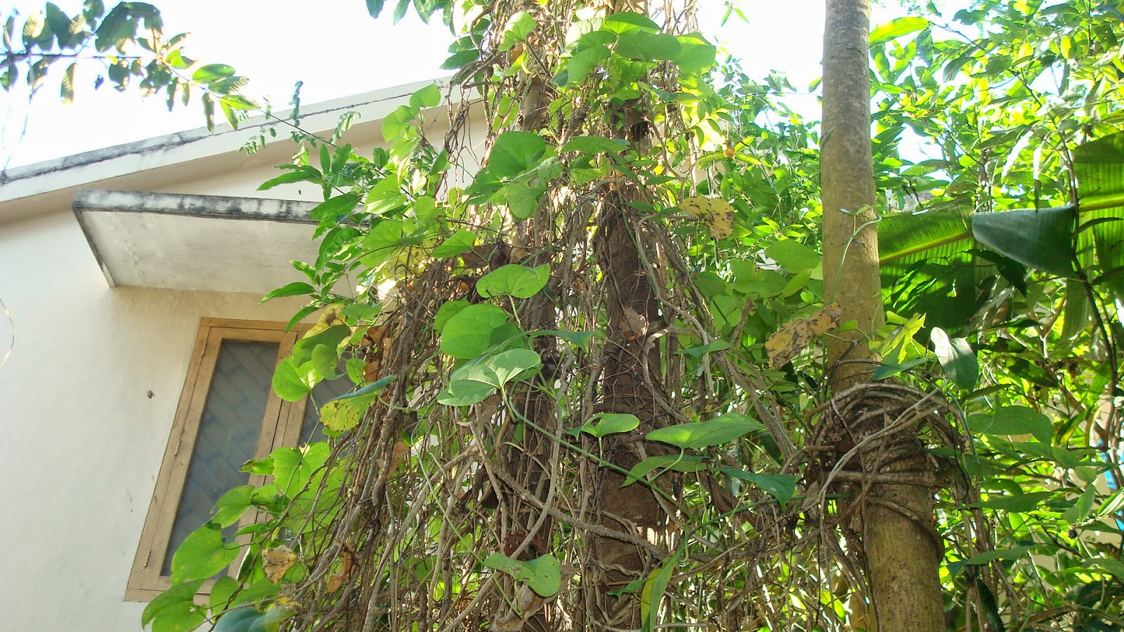 Keralaponics: Tippa Teega (Chittamruthu)