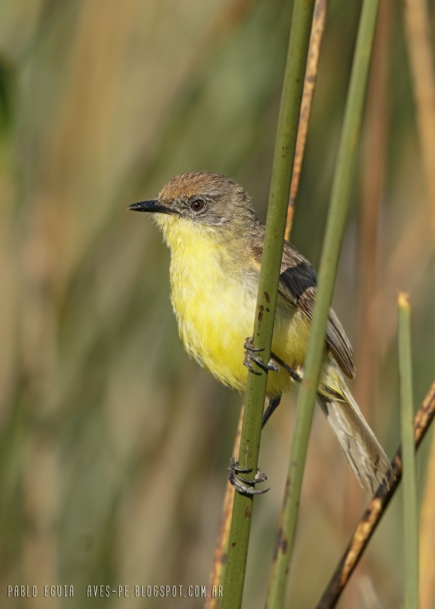 mis fotos de aves: Pseudocolopteryx flaviventris Doradito Pampeano ...