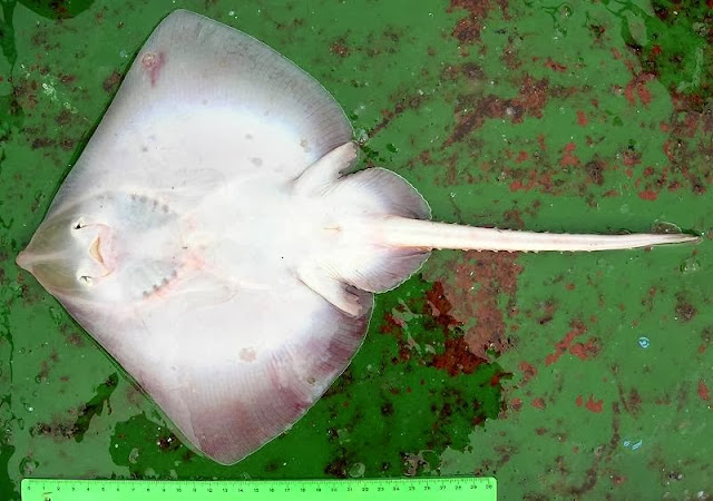 Especies marinas de interes bromatologico: Raja miraletus Linnaeus ...