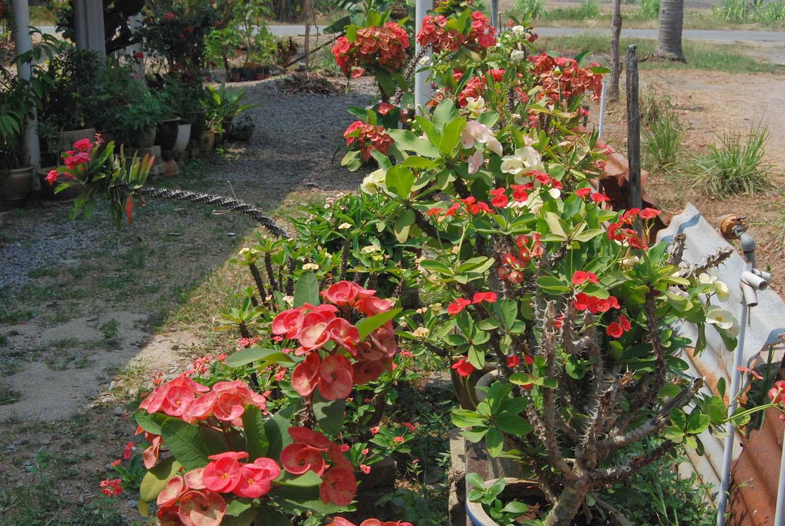 My Green Eye's: Bunga Kampung