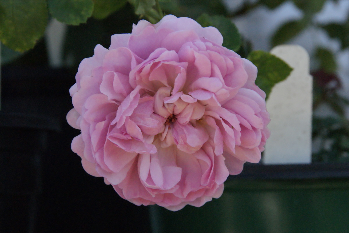 Organic Garden Dreams: October Roses