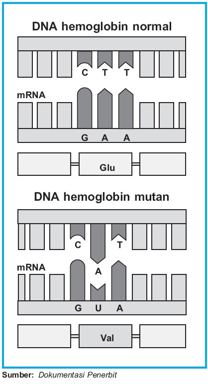 Belajar Matematika Simpel: Pintar Pelajaran Tumpuan Mutasi Gen Dan ...