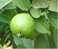 Kandungan gizi jambu batu dan manfaatnya - SERBA SERBI