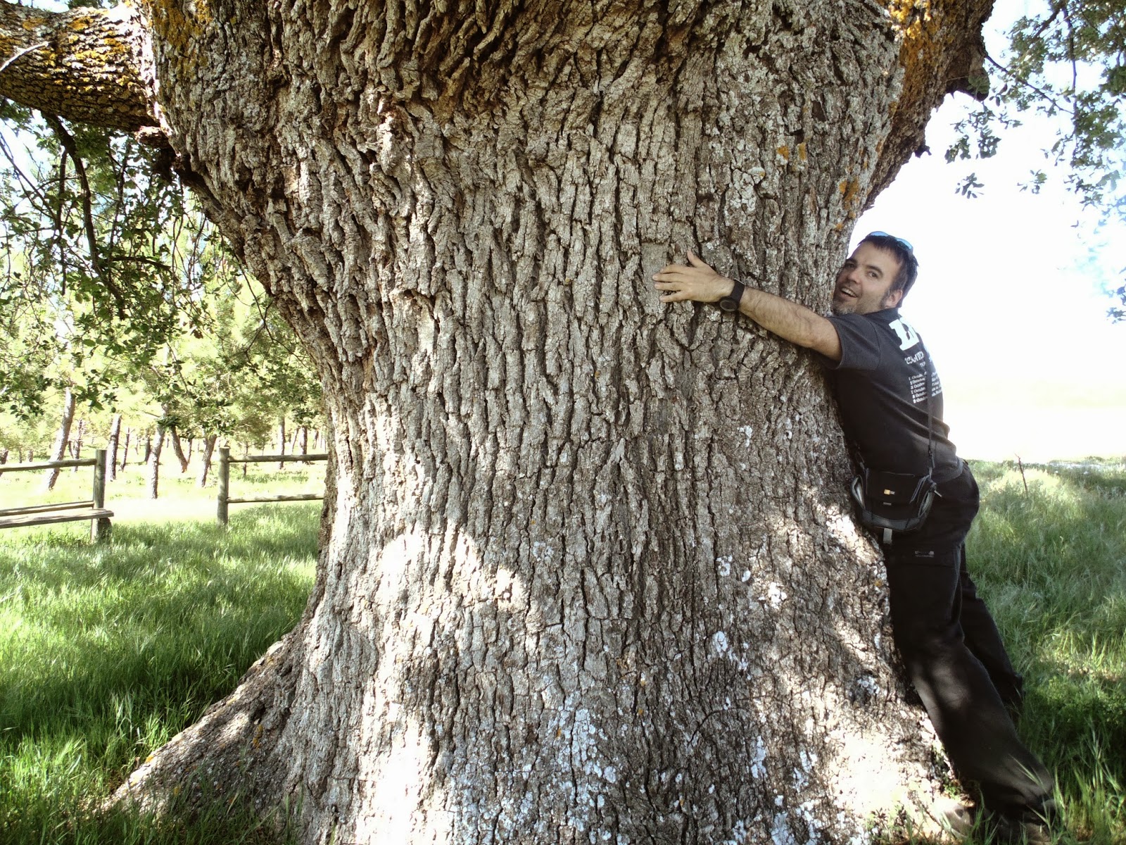 NUESTRO ROBLE, EL QUEJIGO (QUERCUS FAGINEA)