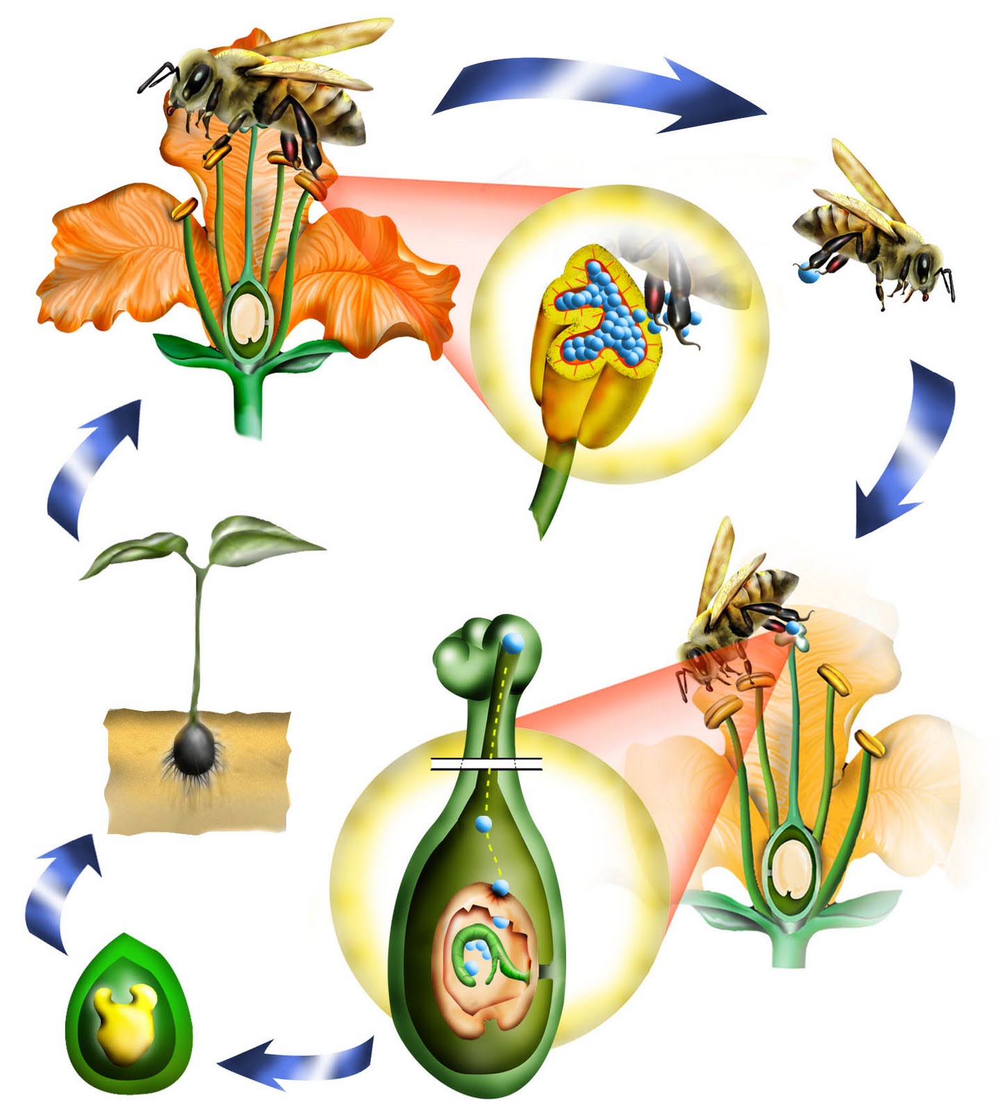 ***SENYUM ITU INDAH***: Teknik Persilangan