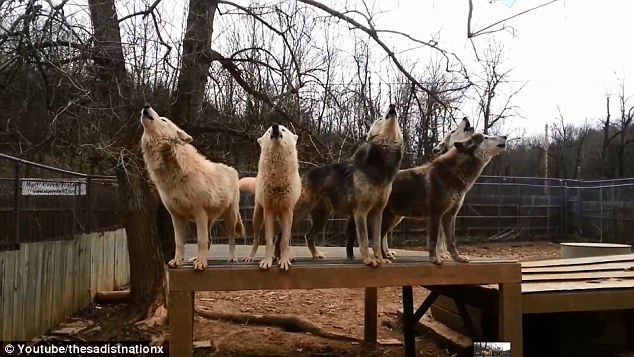 White Wolf : Haunting video shows pack of 30 WOLVES howling in perfect ...