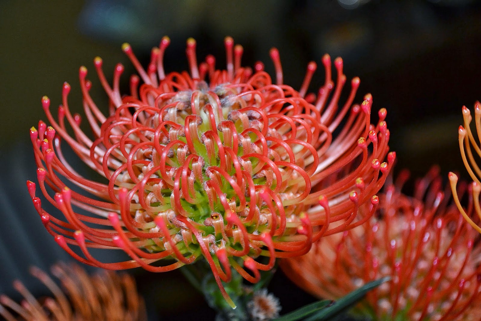 The Outlaw Gardener: Nice Surprises for April Fools' Day!