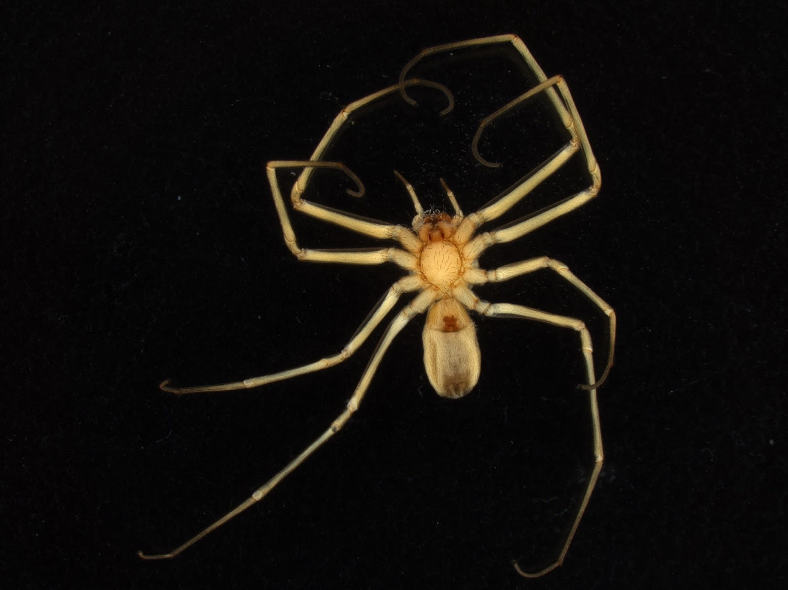 Quaoar Power Zoo: non-native invasive spider (Cithaeron praedonius ...