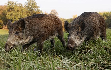 All About Animal Wildlife: The Wild Pig Info Photos-Images