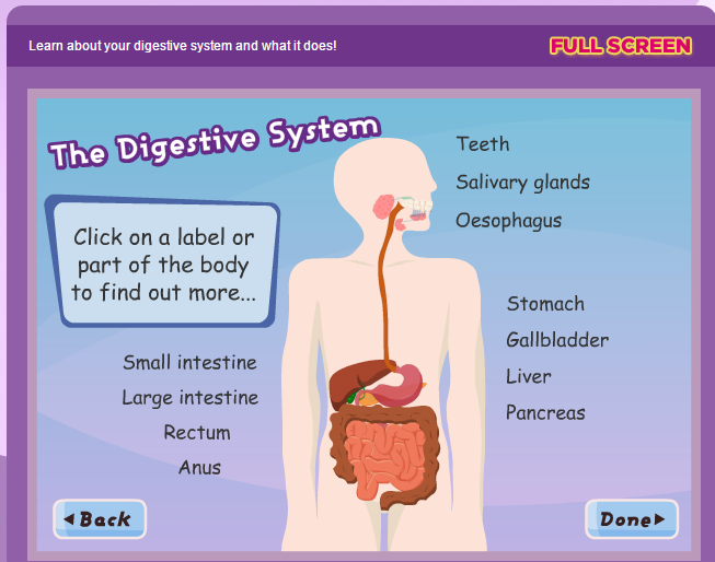 PROYECTO BILINGUE CBM: The Digestive System Game