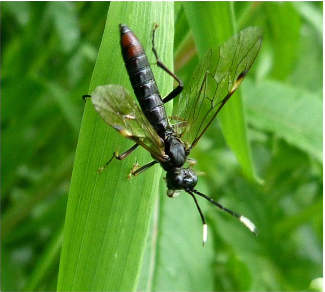 Insects of Scotland: Bees/Wasps/Ichneumons/Sawflies/Ants