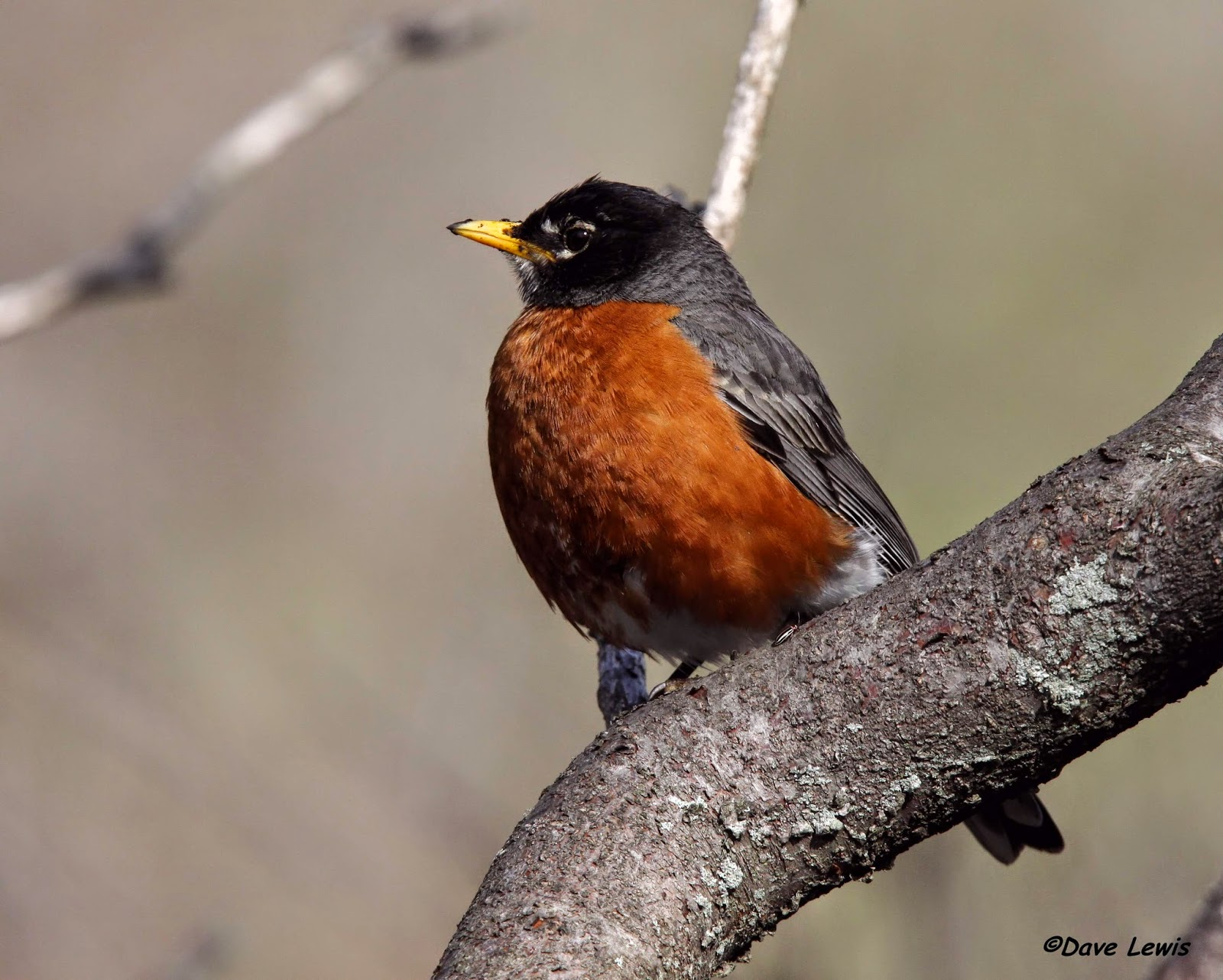 Birds from Behind : The Magic Marsh...