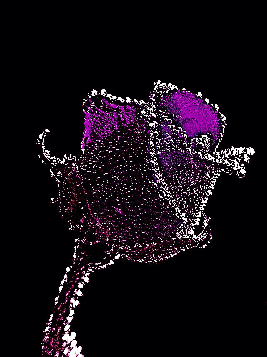 Upyanose Photography: Bubble Photography