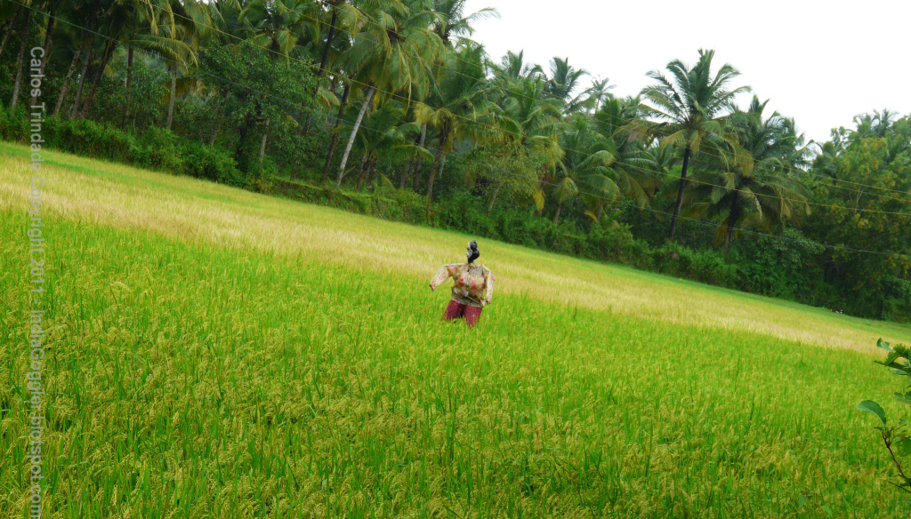 India Goggler: FOTOS: GOA em imagens (GOA photos)