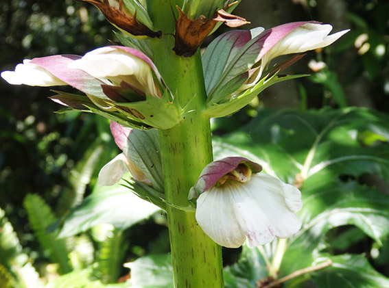 EL ACANTO (Acanthus mollis)