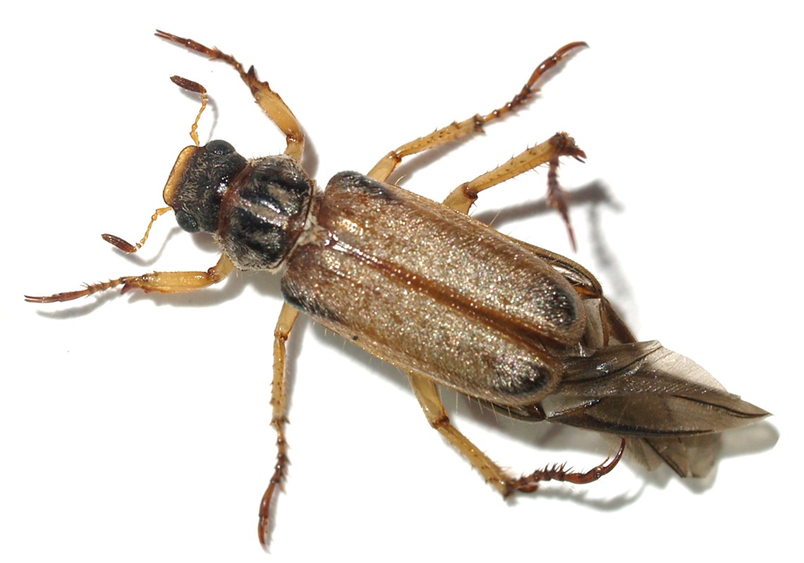 Arizona: Beetles, Bugs, Birds and more: Lions on (in?) my Mind