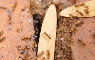 JM's Stupid Guide to Life: Top 5 Largest Insect Colonies